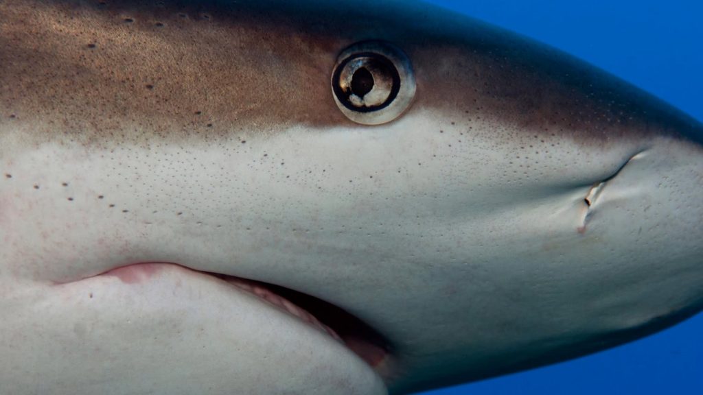 Can Sharks Smell Period Blood? The Truth Revealed